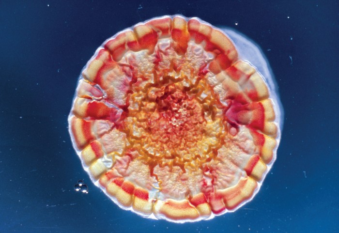 Antibacterial-Boom-Bust