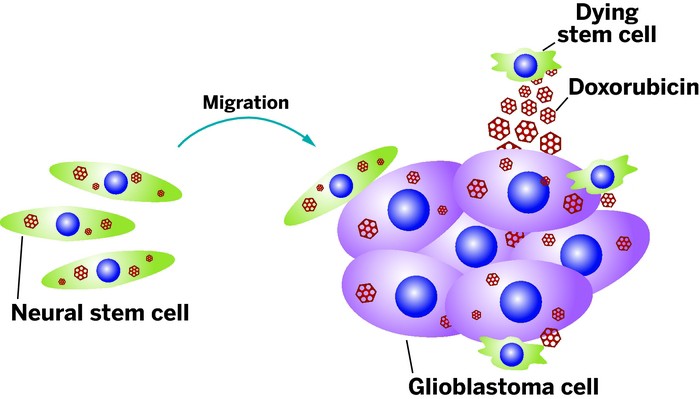 Stem-Cell-Special-Delivery