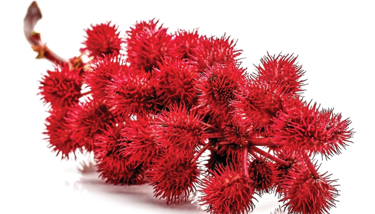 Seeds Of A Castor Oil Revival