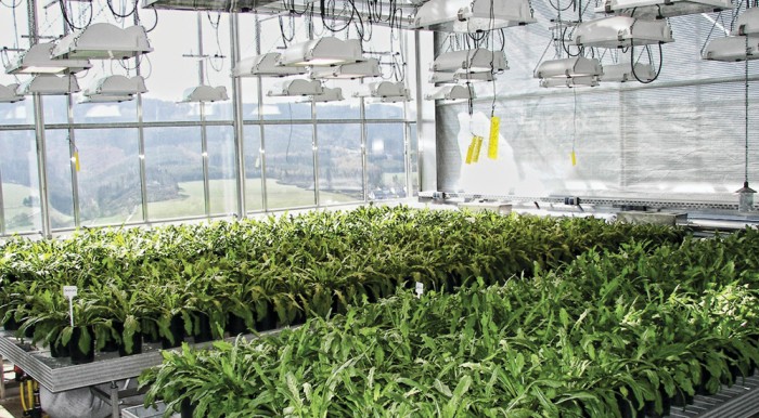 Germans-Pilot-Dandelion-Rubber