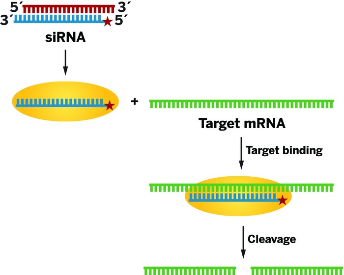 Gene-Silencing-Design