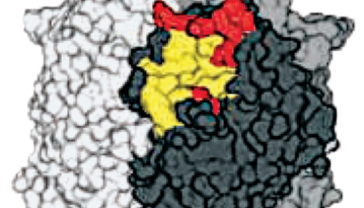 Flu Virus Evolution Is More Predictable Than Expected