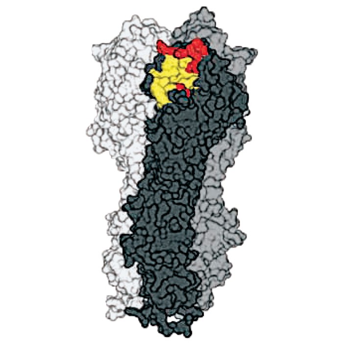 Flu-Virus-Evolution-Predictable-Expected