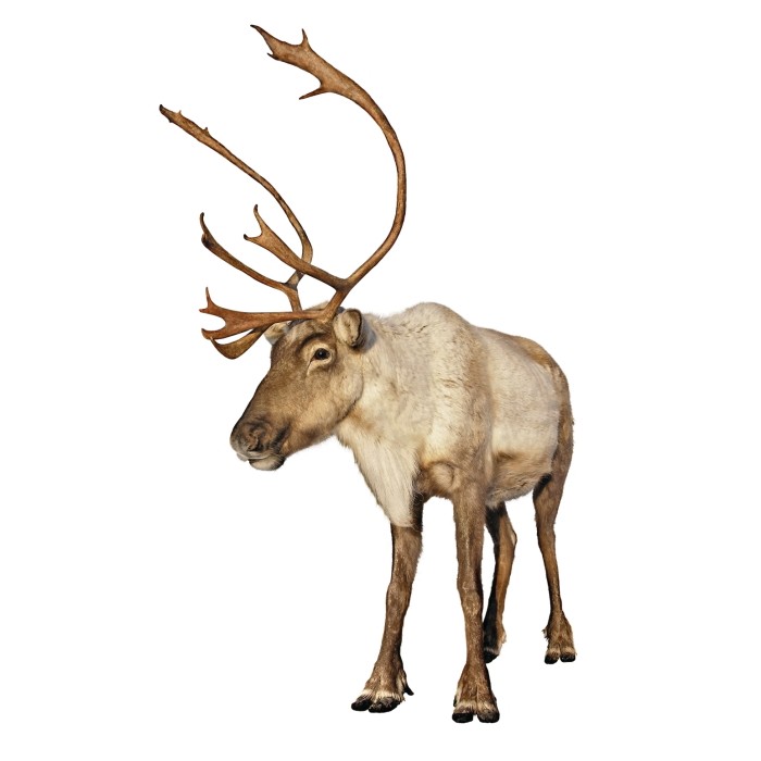 Adaptable-Reindeer-Hobbit-Weather