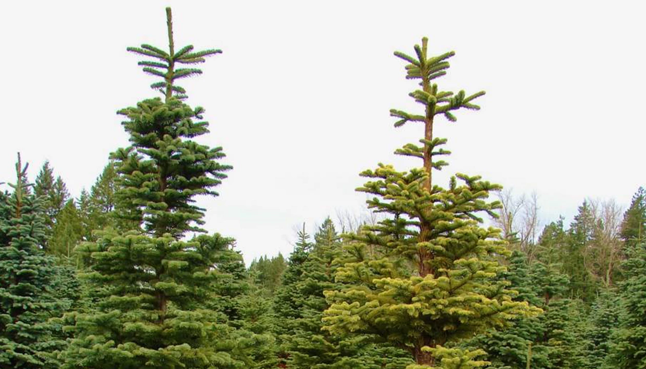 Saving The Christmas Trees