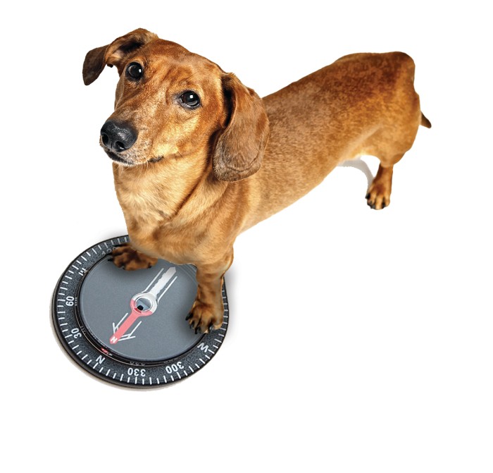 Dog-Compasses-Unauthorized-Pyramid-Exploration