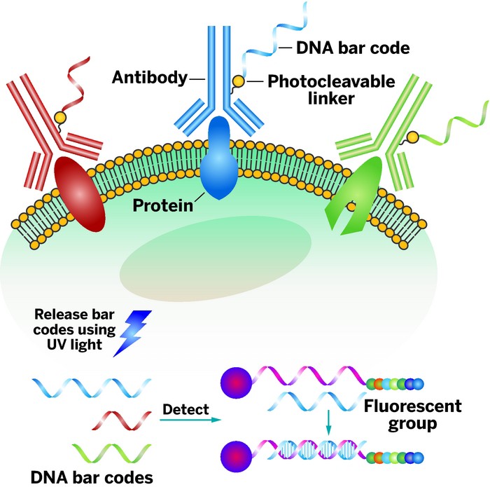 Spotting-Different-Proteins-Single-Cells