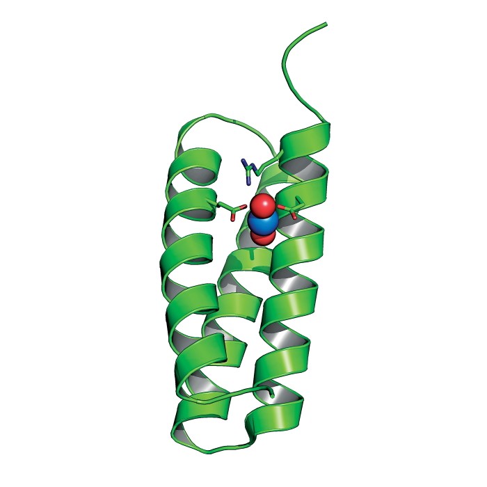 Protein-Binds-Uranyl-Ion-Selectively