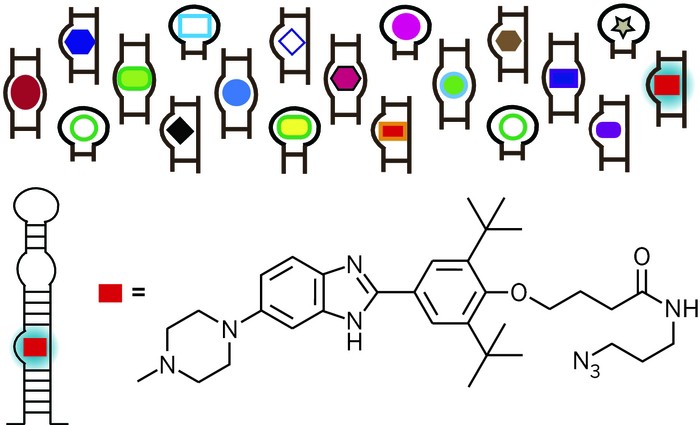 Small-Molecules-Block-Activity-MicroRNA