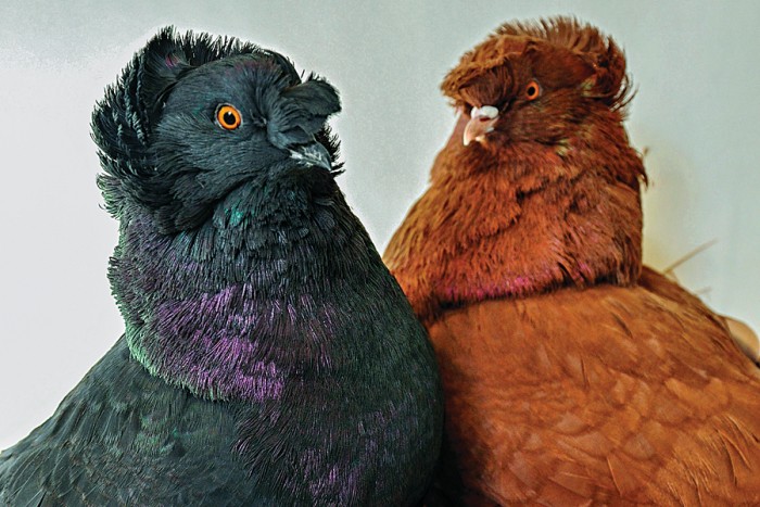 Three-Genetic-Mutations-Produce-Colorful