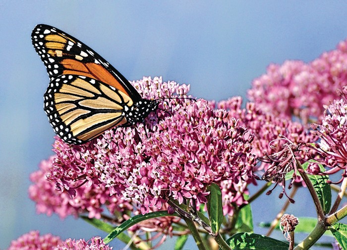 Herbicide-Blamed-Monarch-Declines