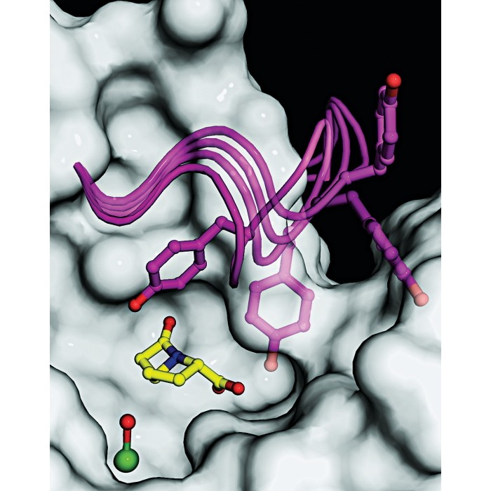 Structure-Reveals-Enzyme-Flips-Antibiotic