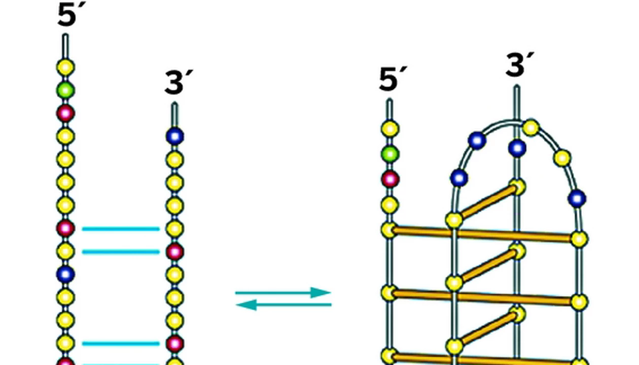 Role Of Folded DNA Revealed