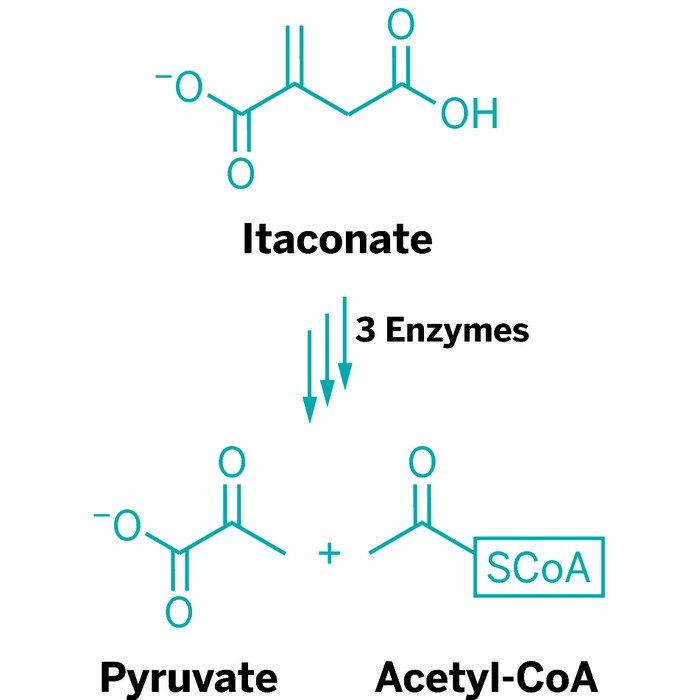 Pathogens-Turn-Tables-Human-Immune