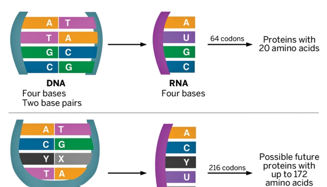 Bacteria Given Expanded Genetic Code