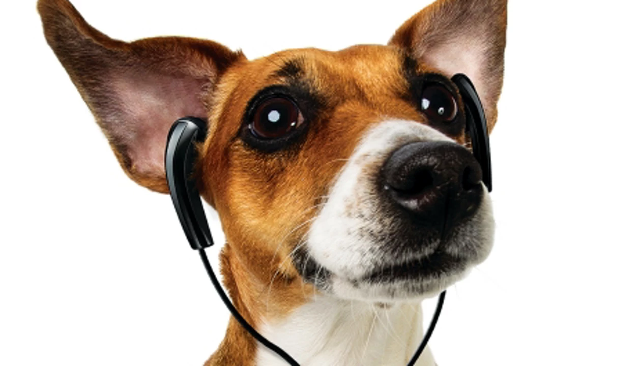 Animal Audiophiles, Stressed-Out Mice
