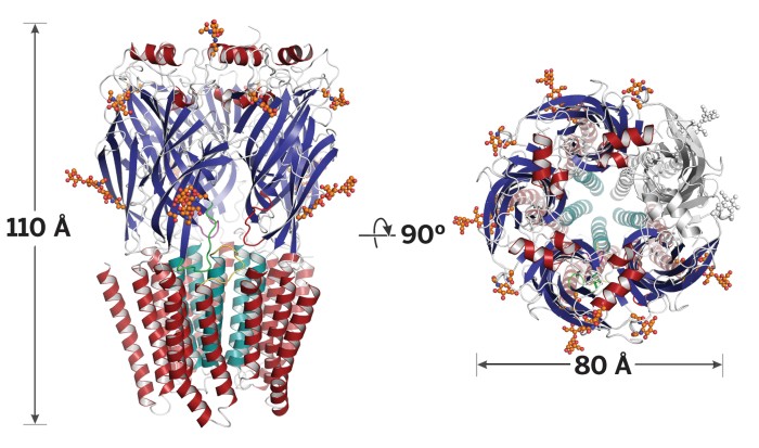 GABA-Receptor-Structure-Solved