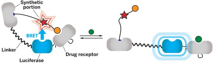 Bioluminescent-Protein-Sensors-Detect-Drugs