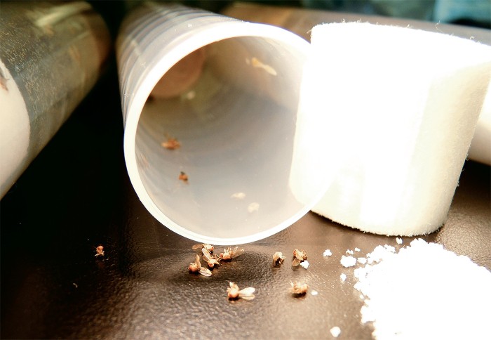 Sweetener-Toxic-Fruit-Flies