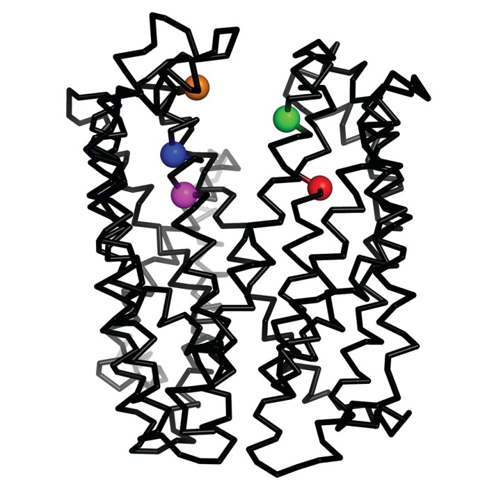 Flippase-Finally-Found