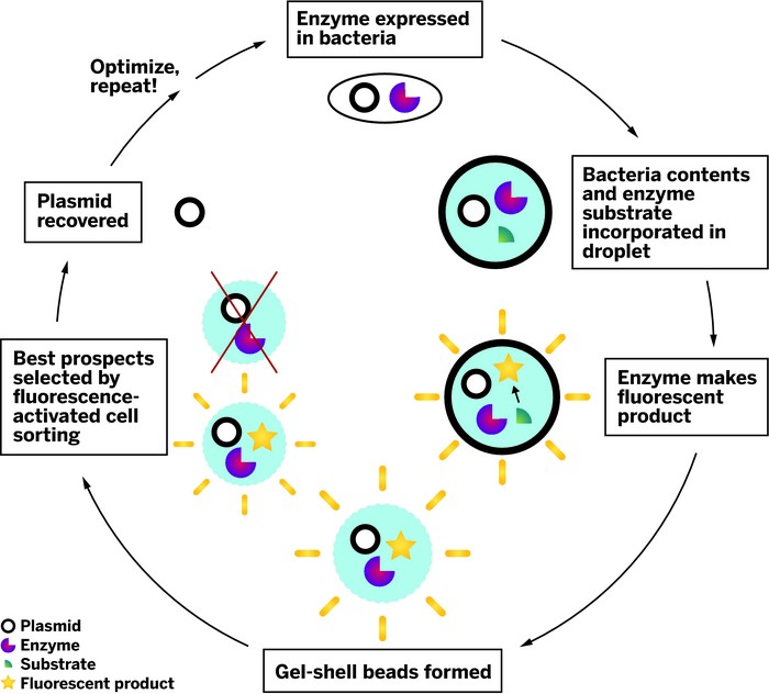 Encapsulation-Speeds-Directed-Evolution-Enzymes