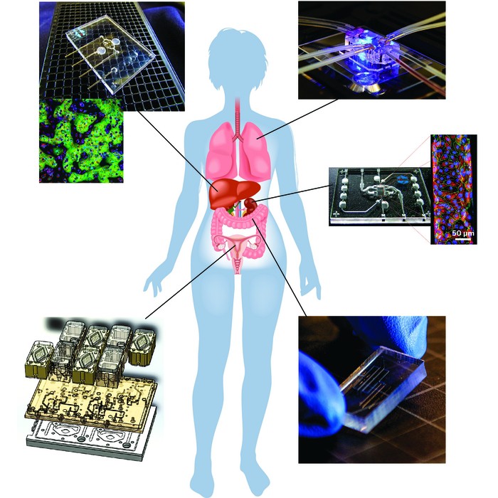 Devices-Mimic-Human-Organs