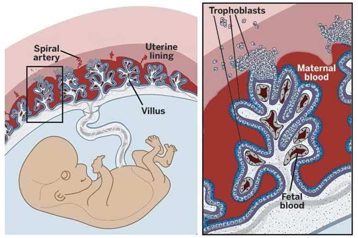 Human Placenta