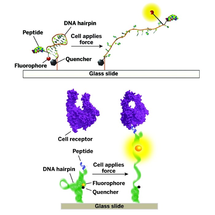 Shedding-Light-Cell-Mechanics