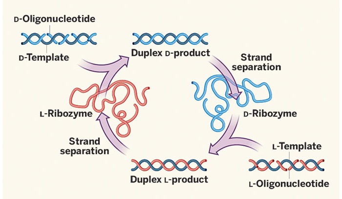 Ribozyme-Hint-Origin-Life