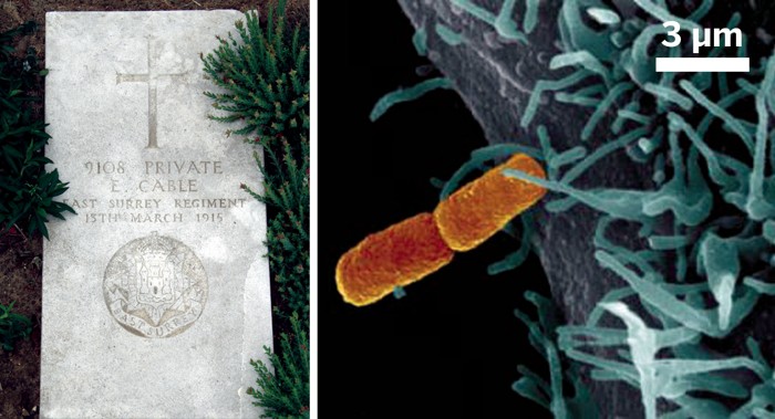 World-War-Dysentery-Bacterium-Antibiotic