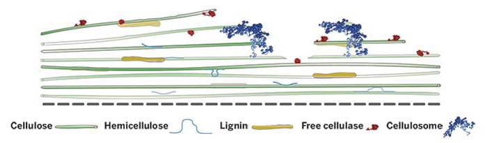 Patent-Picks-Enzymatic-Breakdown-Biomass