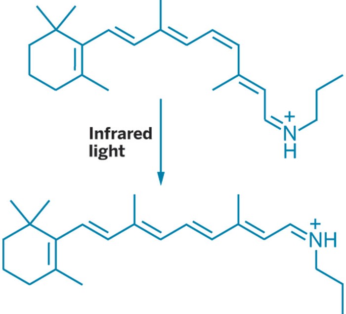 Humans-See-IR-Light-Photons
