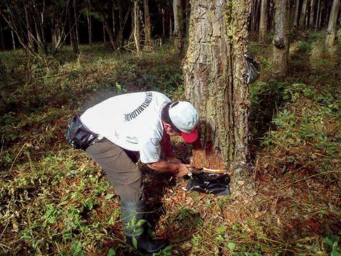 Change-Comes-Slowly-Pine-Chemicals