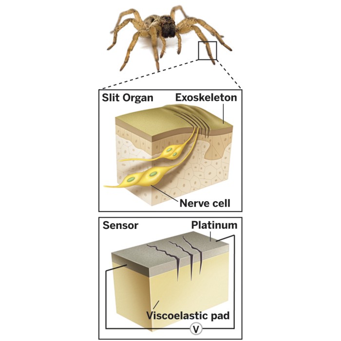 Vibration-Detector-Mimics-Spiders-Sensory