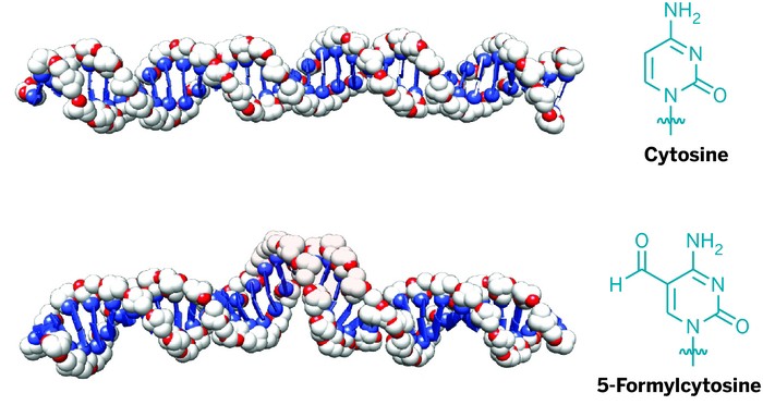Modified-Base-Loosens-DNA