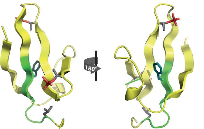 Phosphorylation-Pushes-Floppy-Protein-Fold