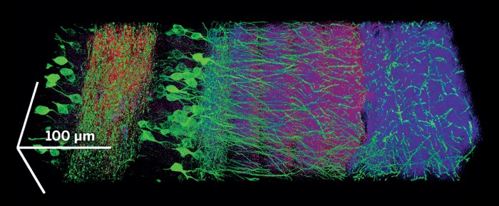 Absorbent-Polymer-Inflates-Tissue-Give
