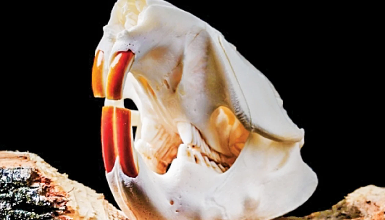 Understanding Tooth Enamel’s Hardness