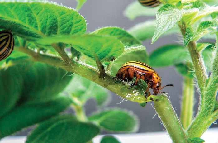 New-Insecticidal-Strategy-Kills-Crop