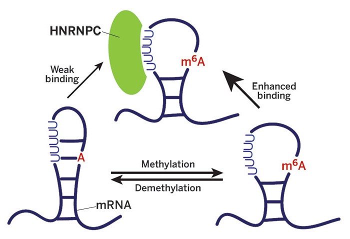 RNA-Epigenetic-Mechanism-Revealed