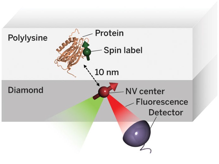 Diamond-Sparks-Single-Protein-EPR