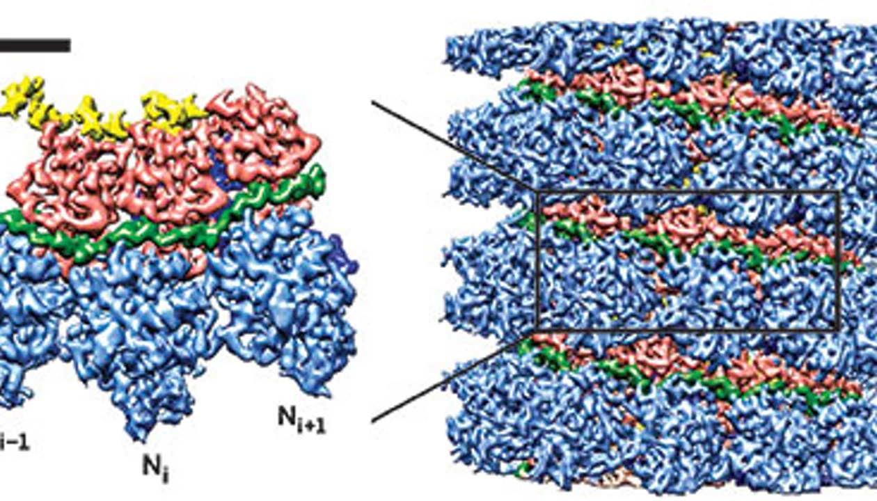Structure Of The Measles Virus Nucleocapsid Reveals How It Wraps Up Its ...