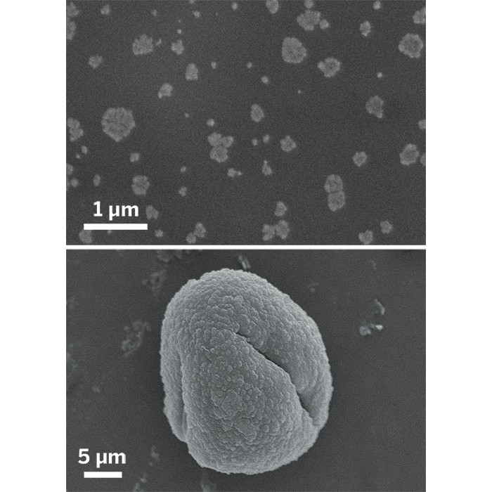 Fungus-Flowers-Bring-Spring-Showers