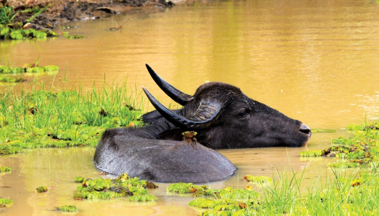 Producing Protein Therapeutics: Could Water Buffalo Be The Next Big Thing?