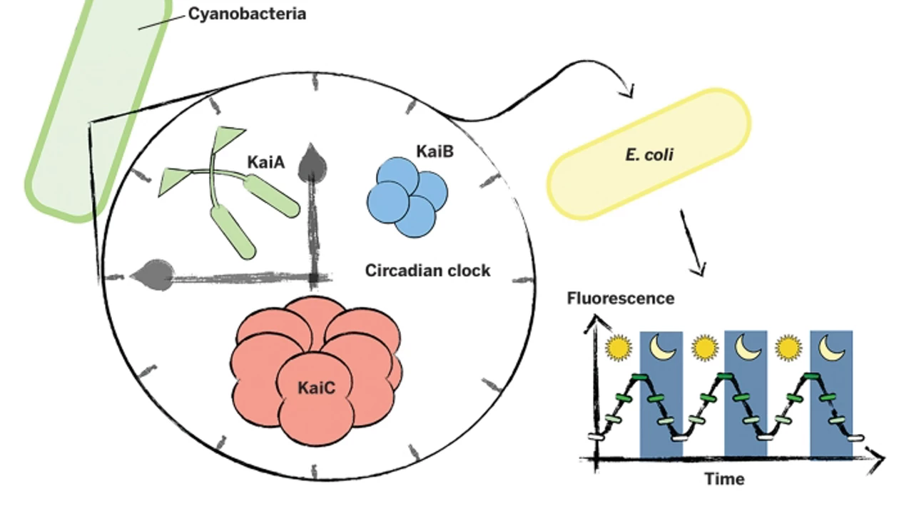 Researchers Transplant Part Of A 24-Hour Biological Clock Into Live ...