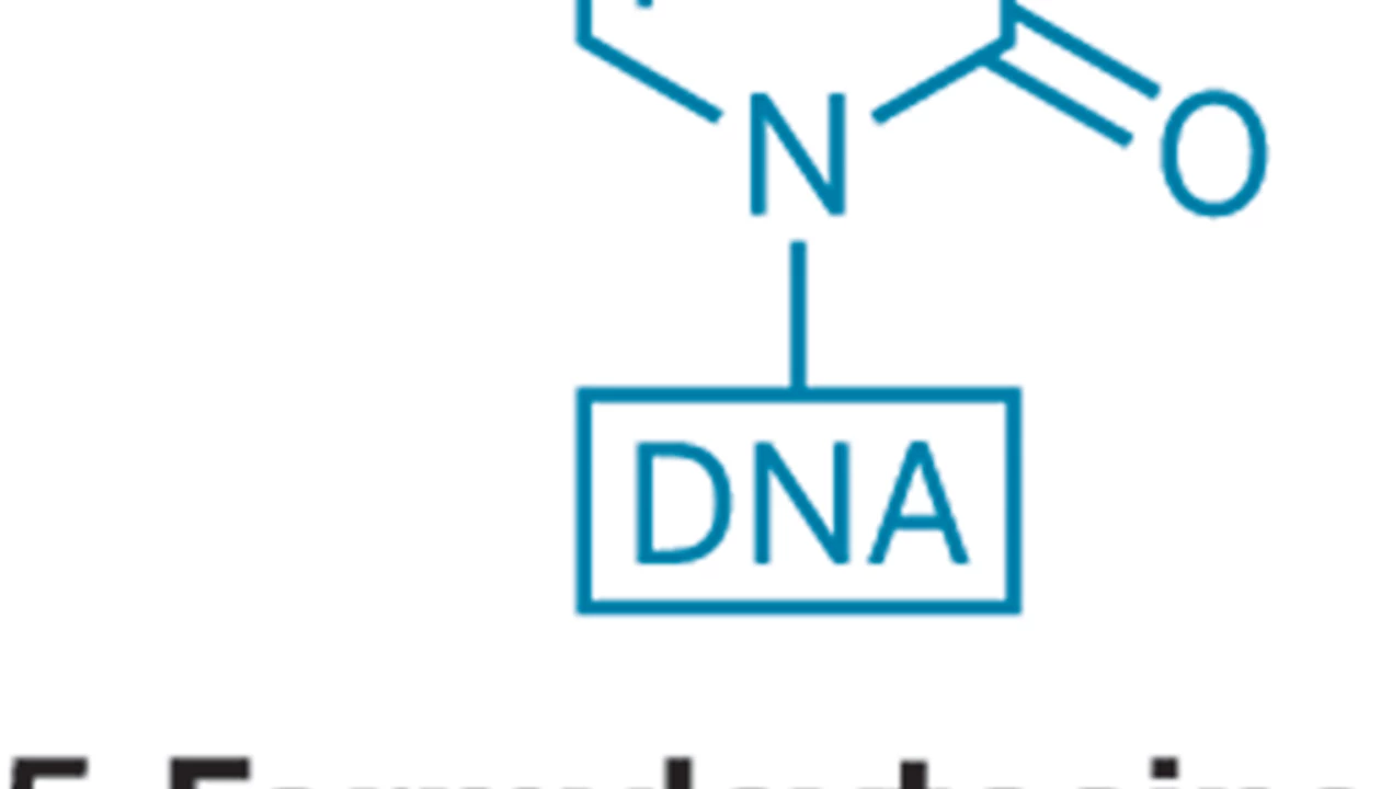 Modified DNA Base 5-Formylcytosine Has A Specific Biological Role