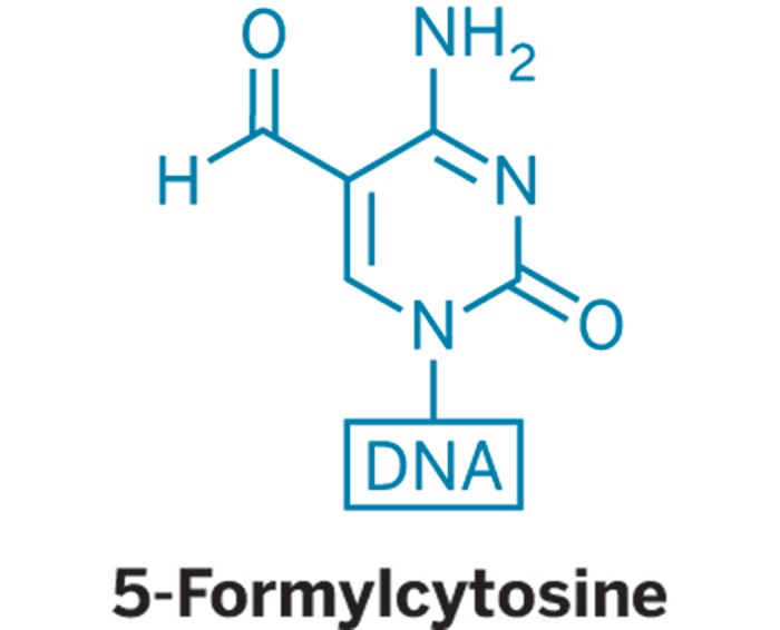 Modified-DNA-Base-5-Formylcytosine