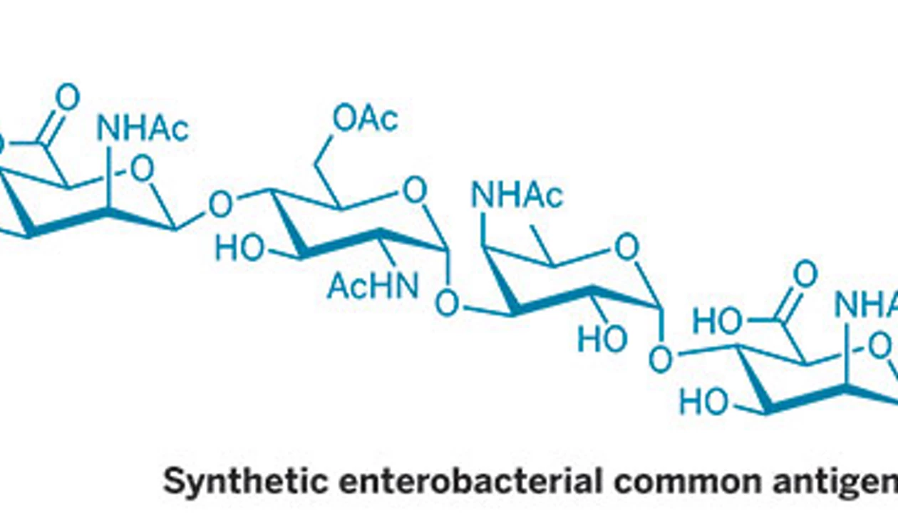 Enterobacterial Antigen Analogs Synthesized