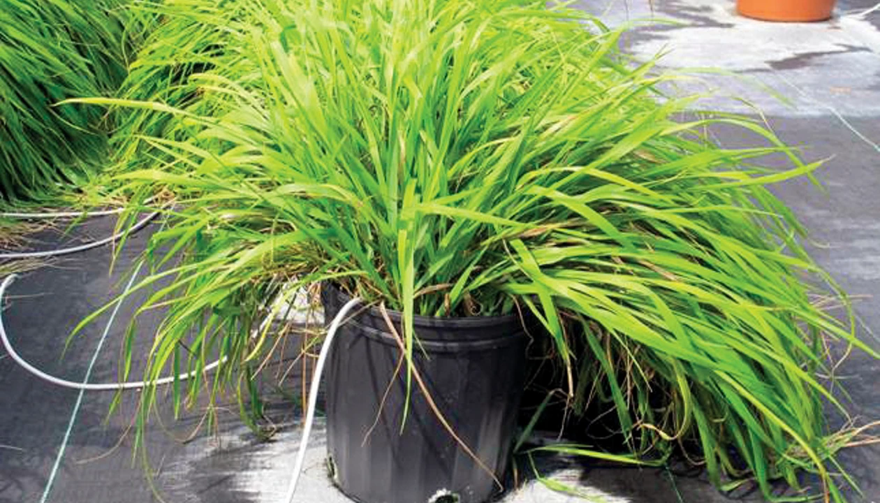 Sweetgrass Compounds Repel Mosquitoes