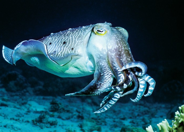 Cuttlefish Color Change